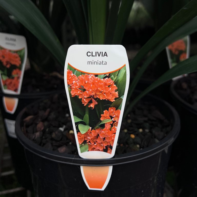 Clivia miniata - Four Seasons Nursery
