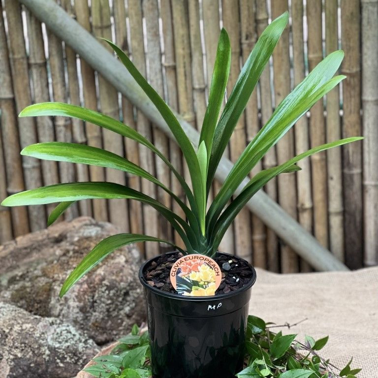 Clivia European Peach - Four Seasons Nursery