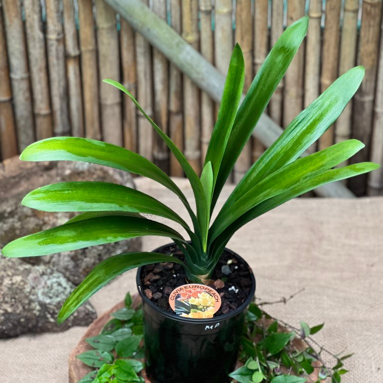 Clivia European Peach - Four Seasons Nursery