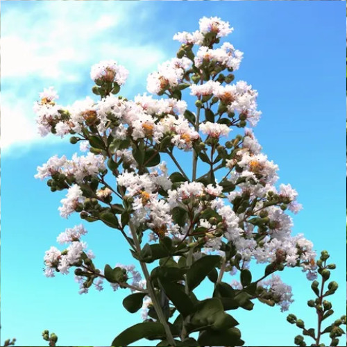 Lagerstroemia Albury White - Four Seasons Nursery