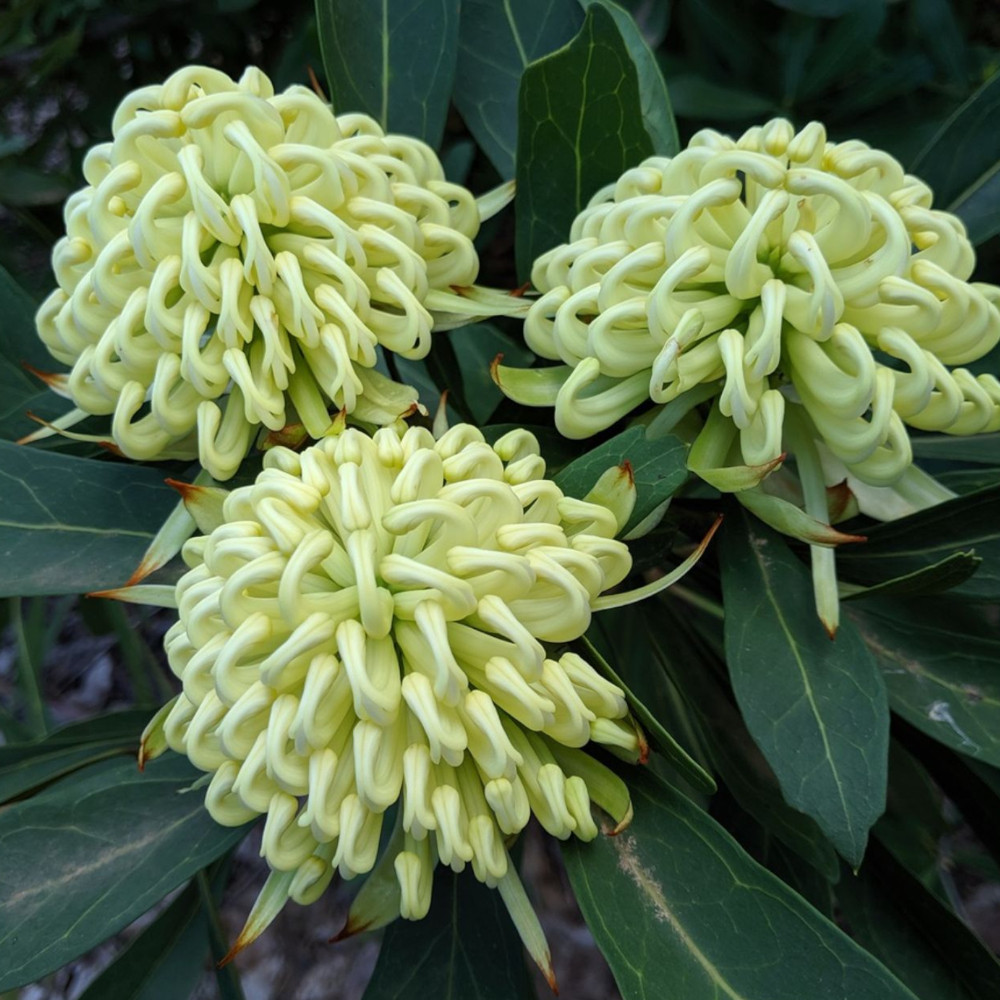 Telopea 'Georgie Girl' 140 mm - Four Seasons Nursery