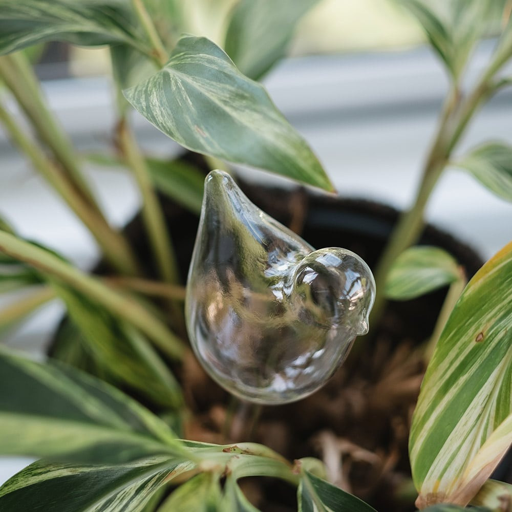 Plant Water Bubble Bird - Four Seasons Nursery