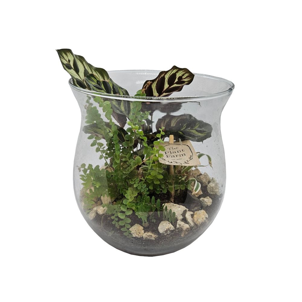 Terrarium Curved Vase - Four Seasons Nursery