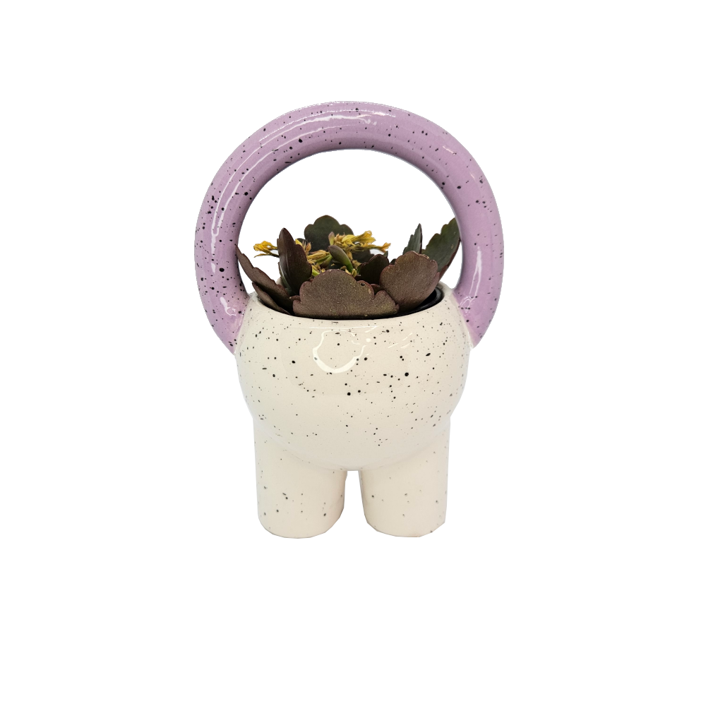 Dada Pot & Plant 60Mm 60 mm - Four Seasons Nursery