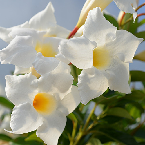 Mandevilla Aloha Bright White - Four Seasons Nursery