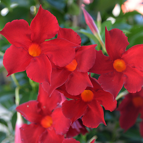 Mandevilla Aloha Forever Red - Four Seasons Nursery