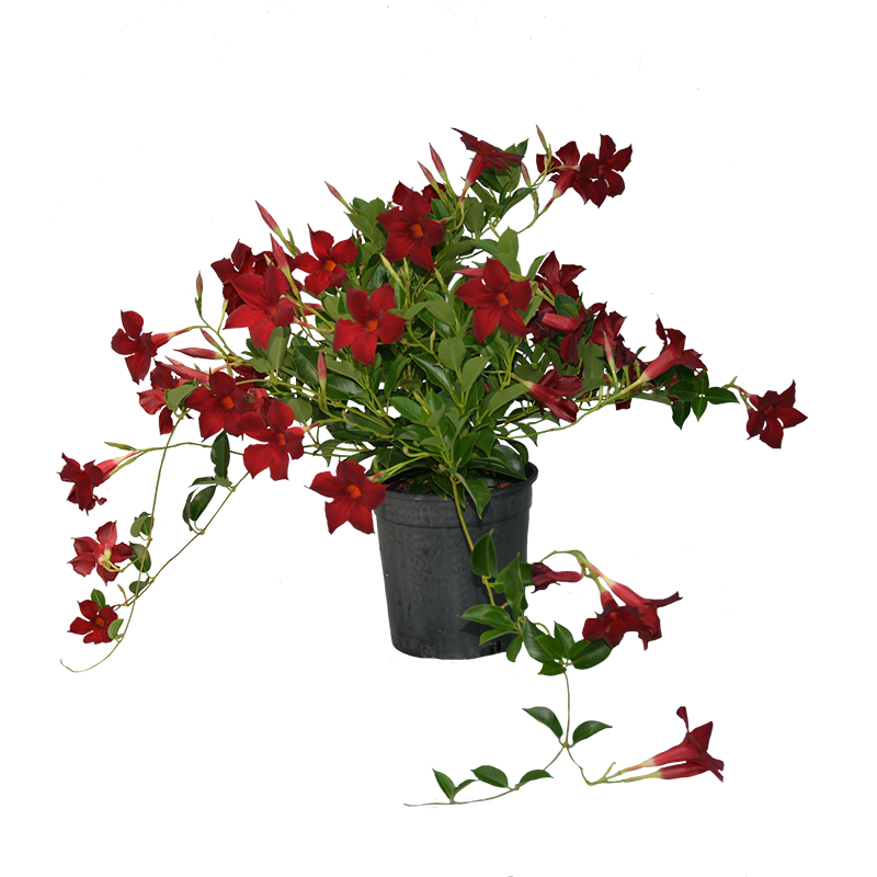 Mandevilla Aloha Forever Red - Four Seasons Nursery