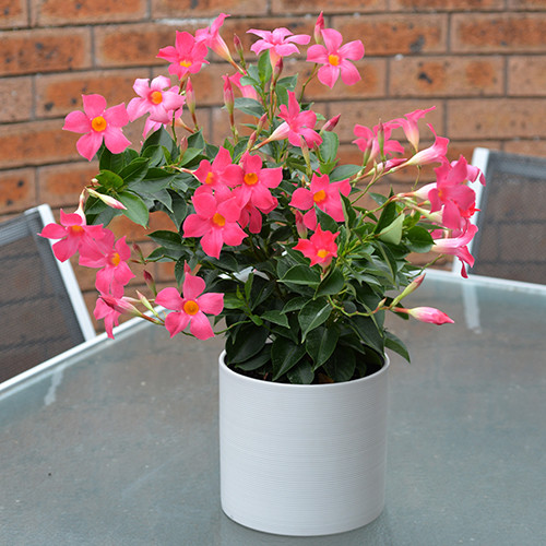 Mandevilla Aloha Pink Perfection - Four Seasons Nursery