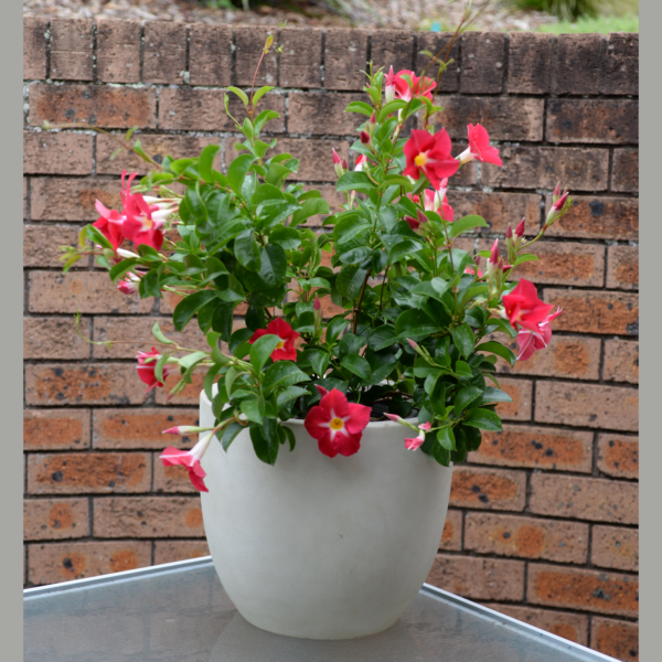 Mandevilla Aloha Pink Star - Four Seasons Nursery