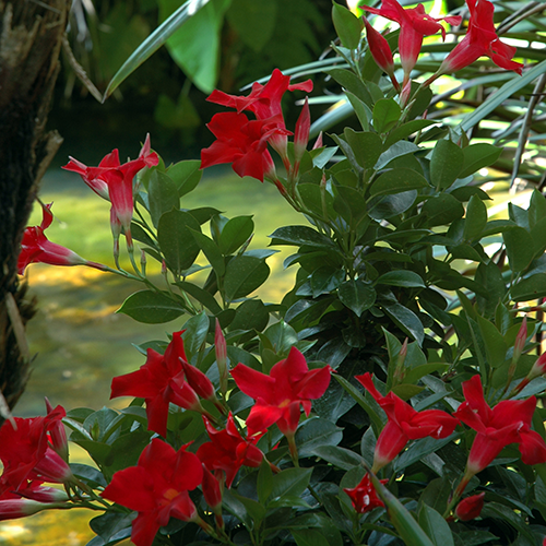 Mandevilla Aloha Red - Four Seasons Nursery