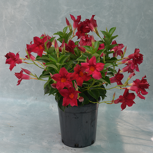 Mandevilla Aloha Red - Four Seasons Nursery