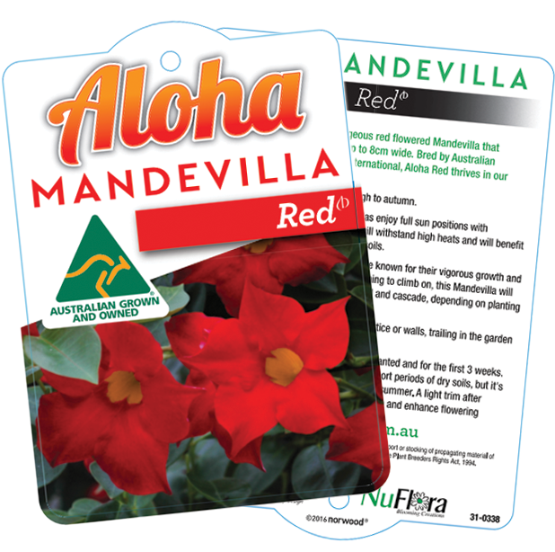 Mandevilla Aloha Red - Four Seasons Nursery