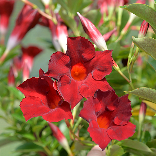 Mandevilla Aloha Burgundy - Four Seasons Nursery