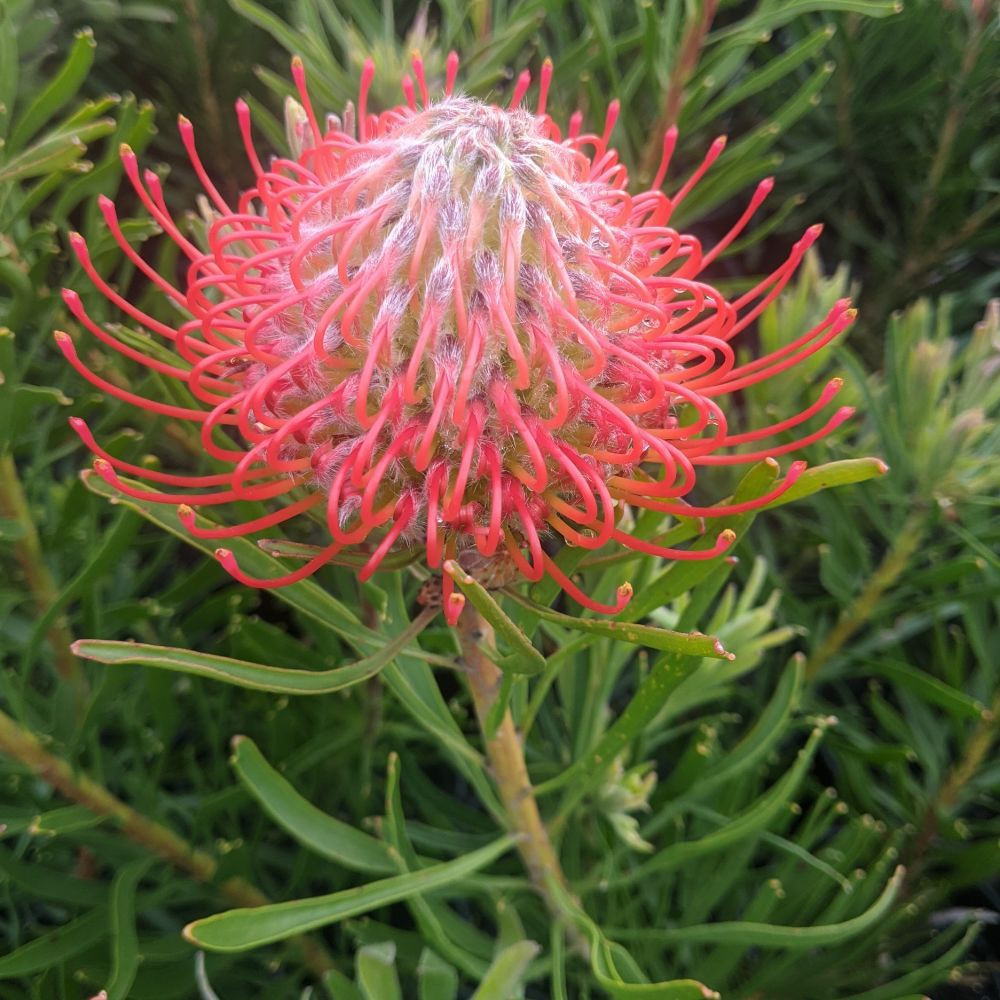 Leucospermum 'Carnival Flame' - Four Seasons Nursery