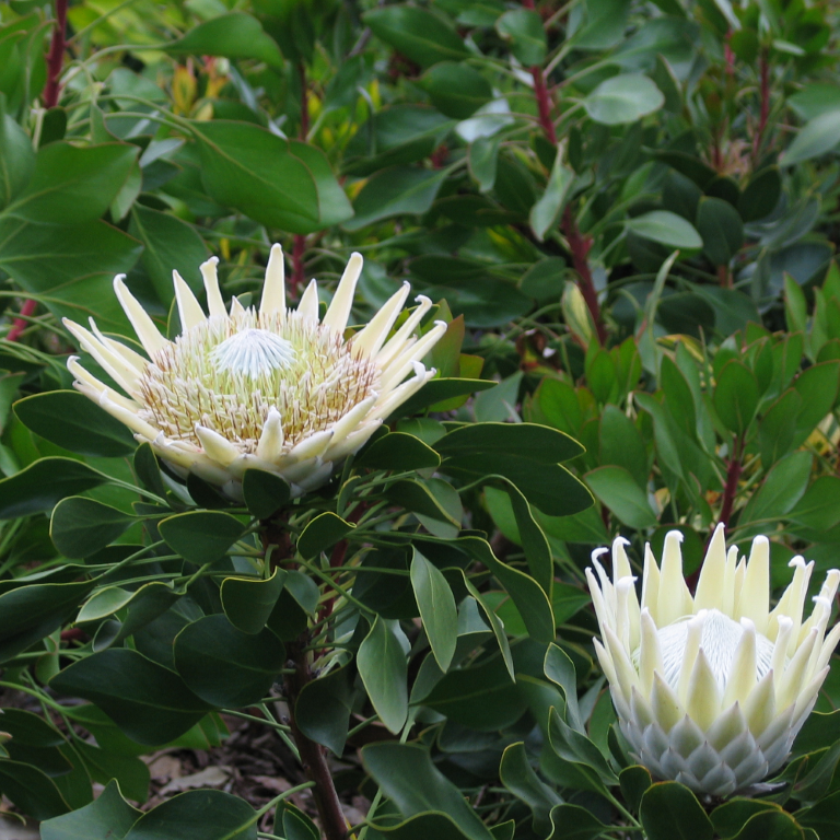Protea 'King White' - Four Seasons Nursery