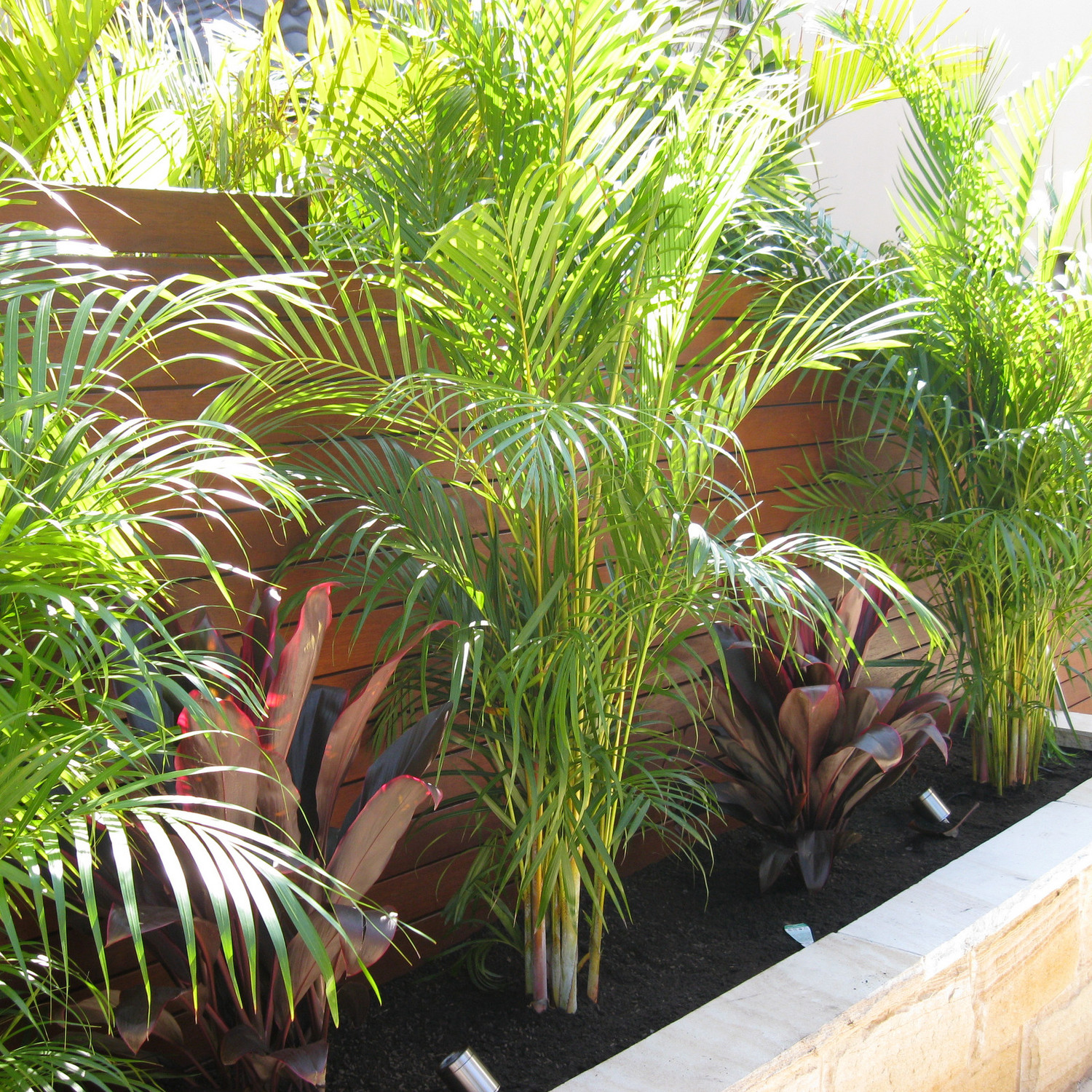 Golden Cane Palm - Four Seasons Nursery