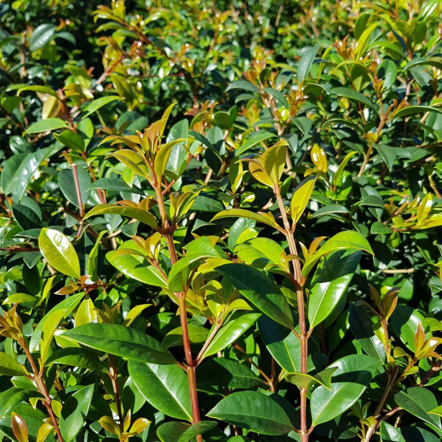 Syzygium Select Form - Four Seasons Nursery