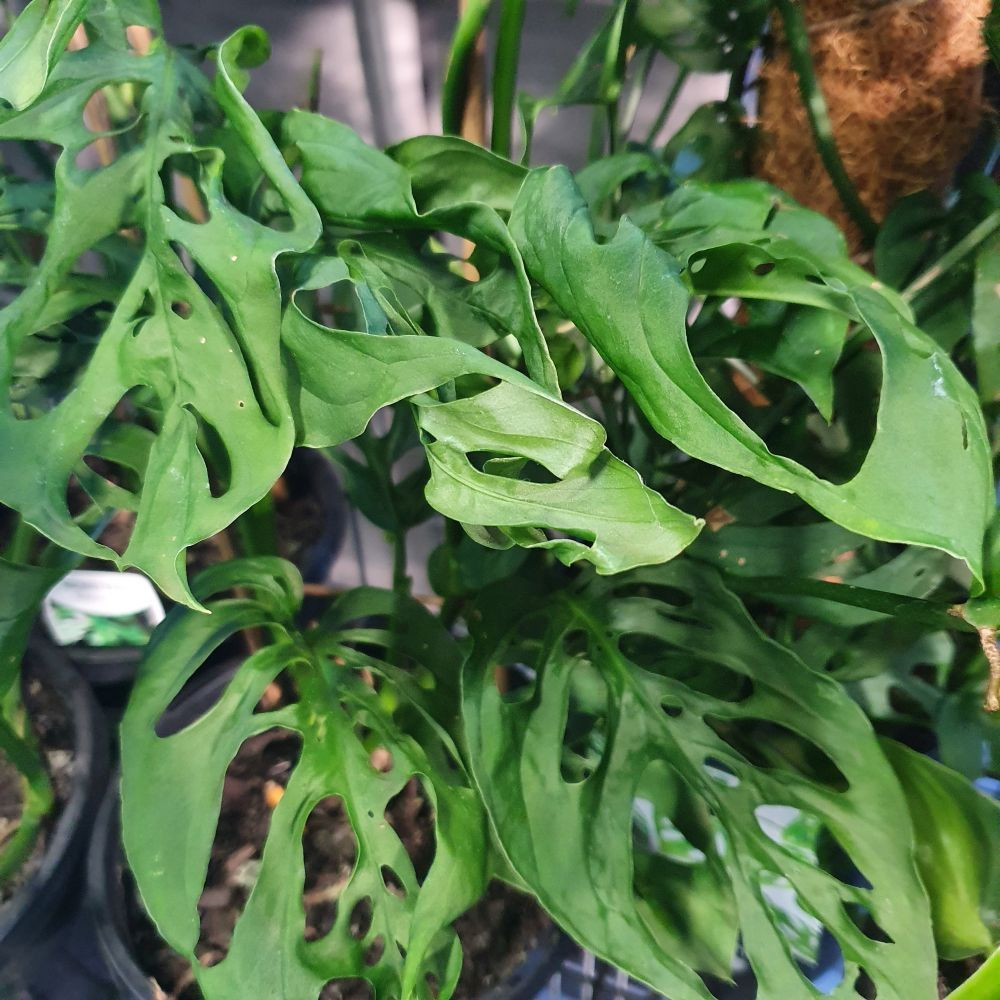 Monstera Adansonii Totem - Four Seasons Nursery