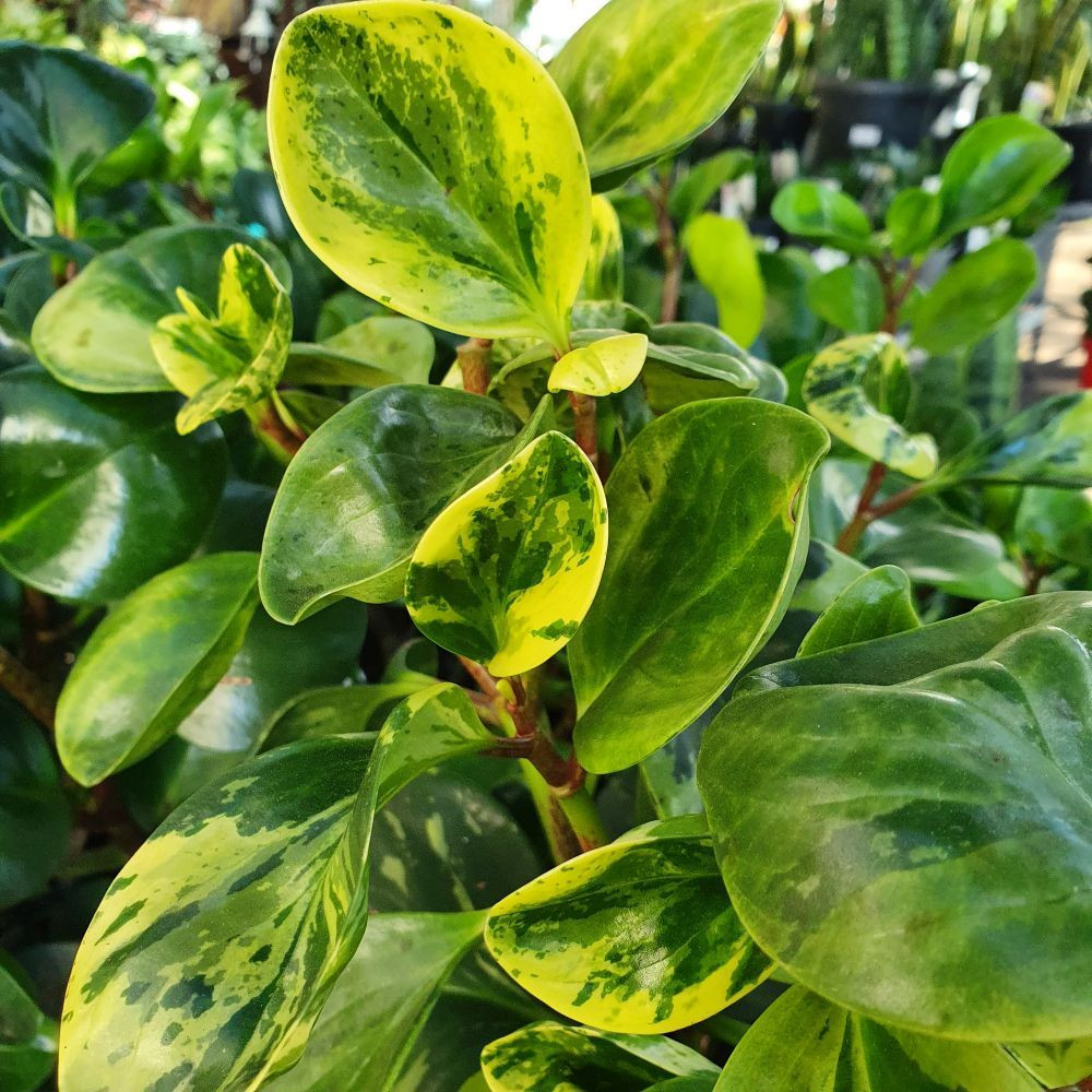 Peperomia Marble - Four Seasons Nursery