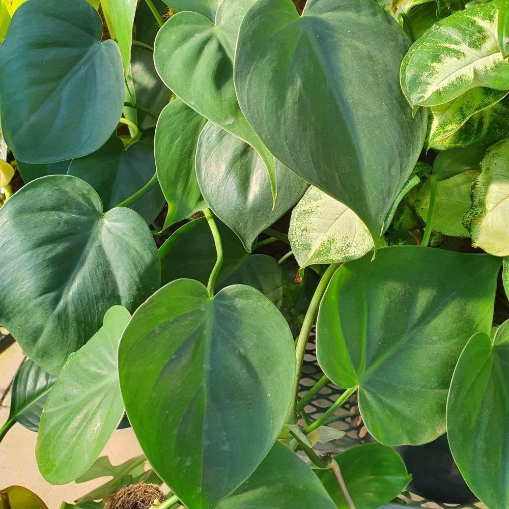 Philodendron cordatum - Four Seasons Nursery
