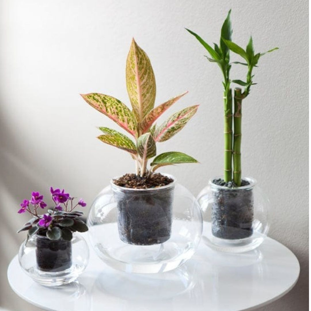Glass Self Watering Pot Mini - Four Seasons Nursery