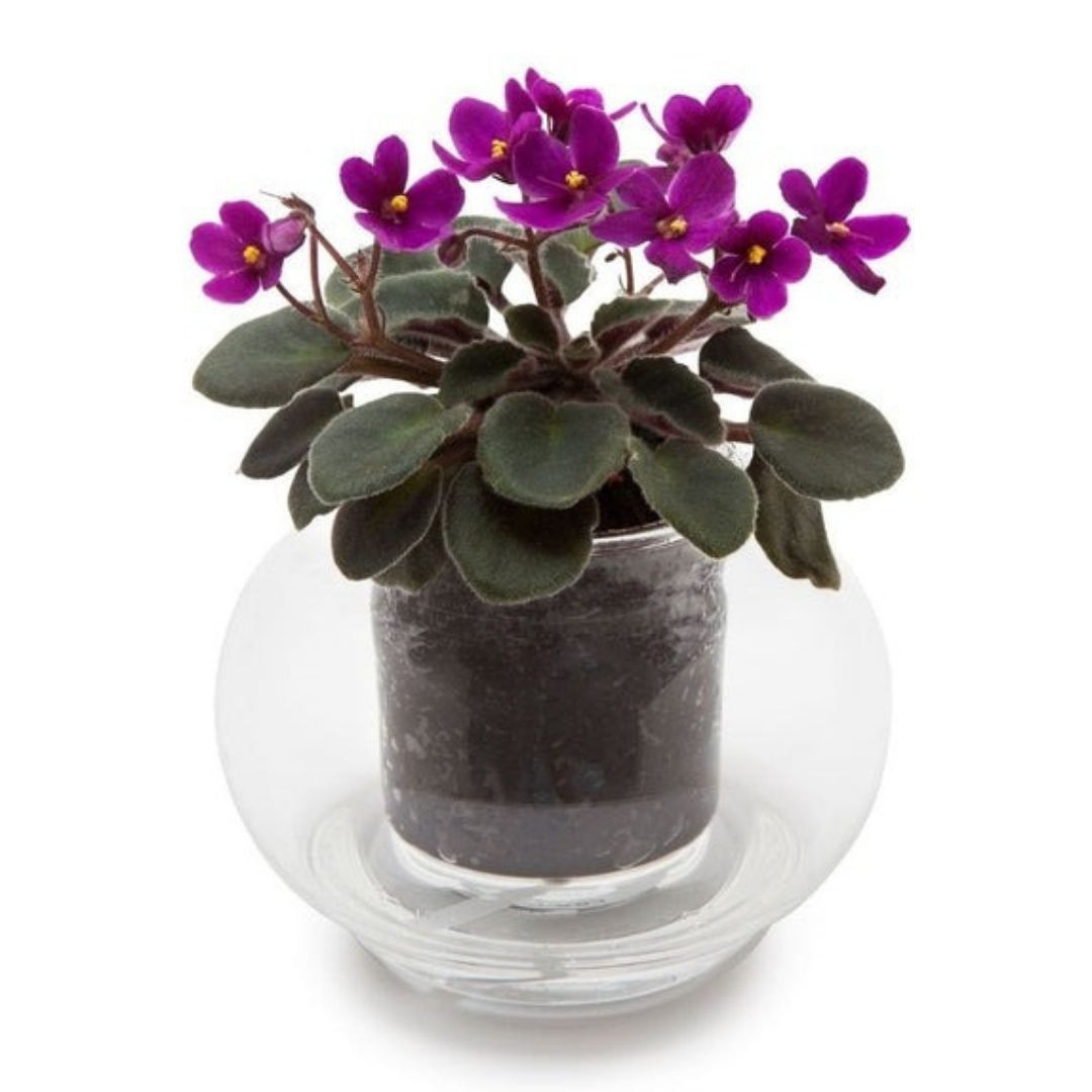 Glass Self Watering Pot Small - Four Seasons Nursery