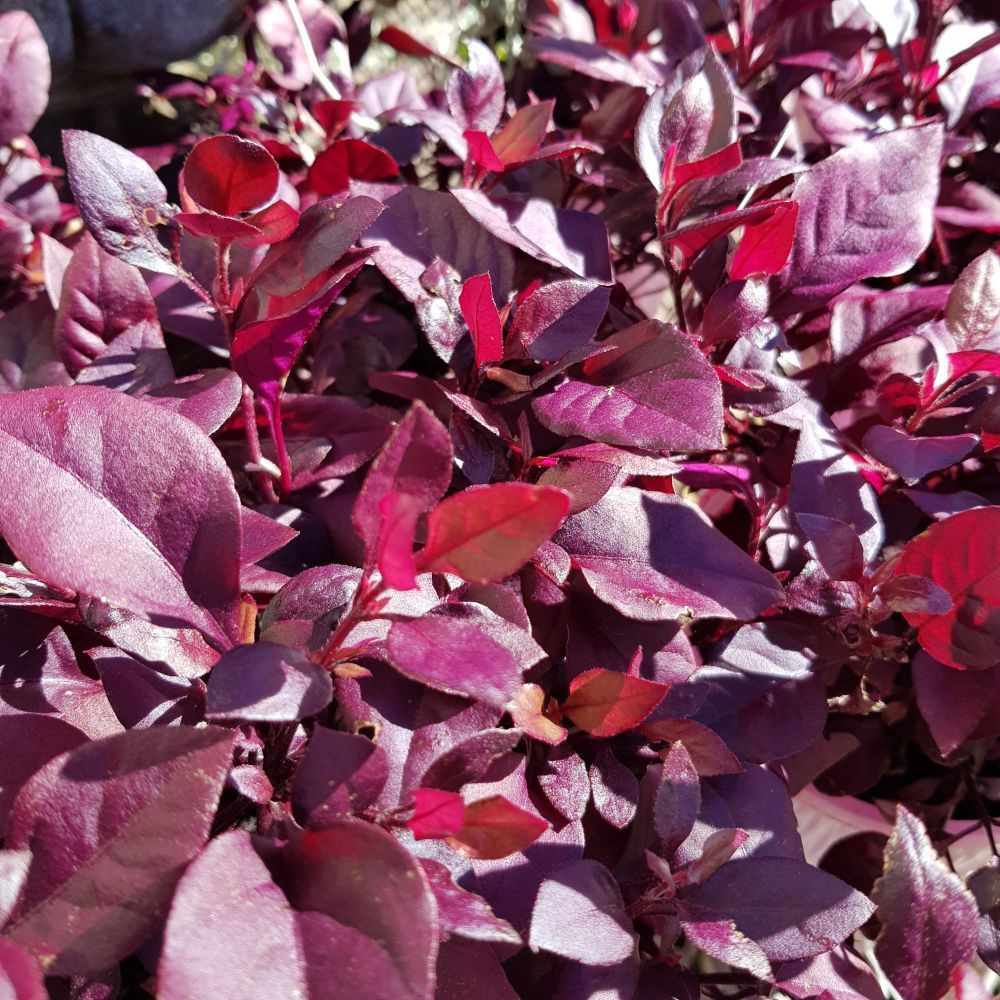 Alternanthera 'Little Ruby' - Four Seasons Nursery
