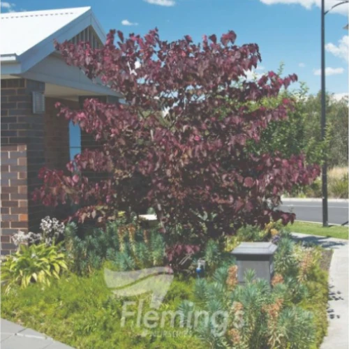 Cercis 'Forest Pansy' - Four Seasons Nursery