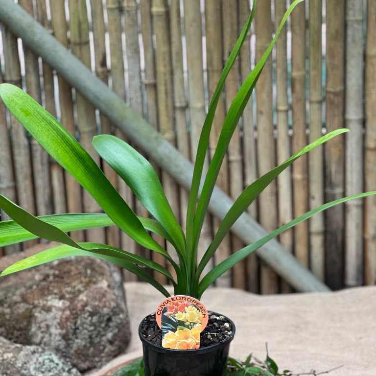 Clivia European Peach - Four Seasons Nursery