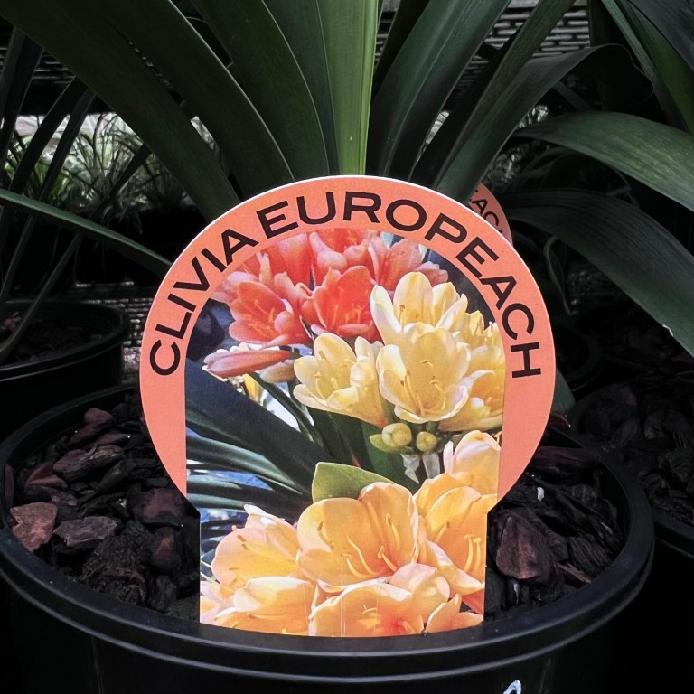 Clivia European Peach - Four Seasons Nursery