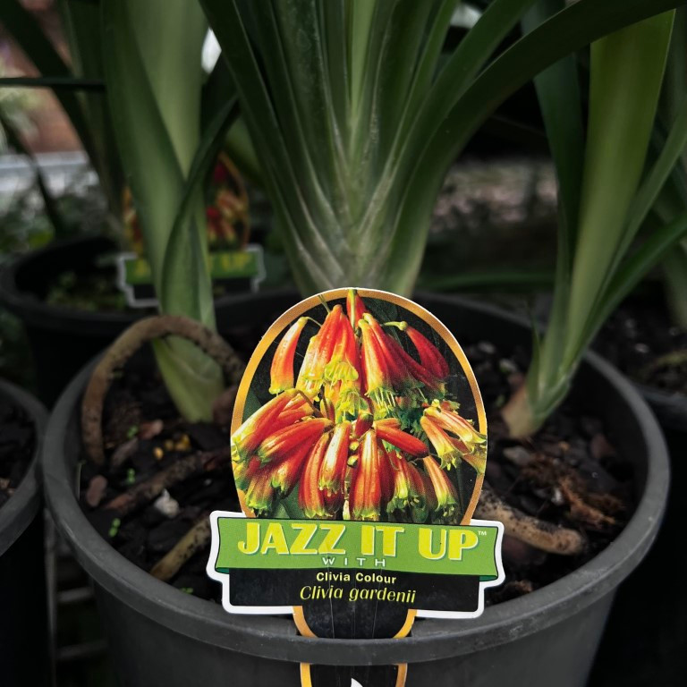 Clivia gardenii - Four Seasons Nursery