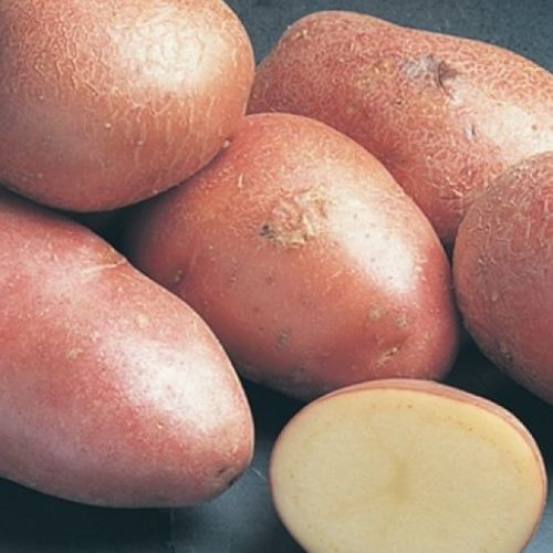 Desiree Seed Potato 1kg Packet - Four Seasons Nursery