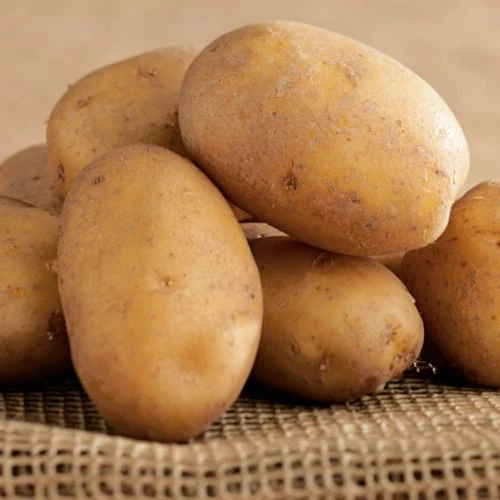 Kennebec Seed Potato 1kg Packet - Four Seasons Nursery