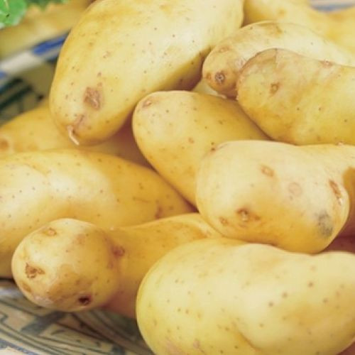 Kipfler Seed Potato 500g Packet - Four Seasons Nursery