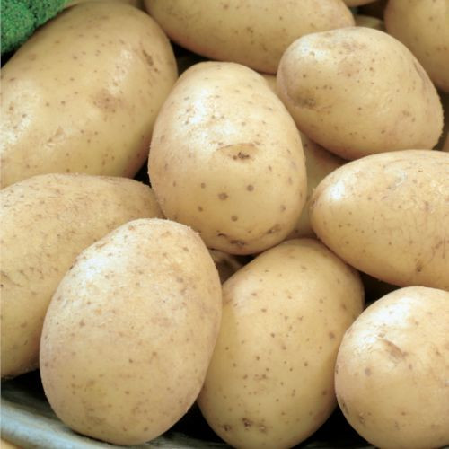 Snow Gem Seed Potato 1kg Packet - Four Seasons Nursery