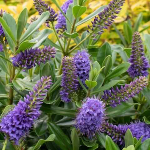 Hebe 'Julia' 140 mm - Four Seasons Nursery
