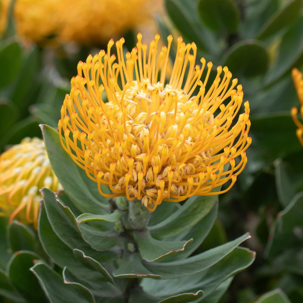 Leucospermum 'Carnival Copper' - Four Seasons Nursery