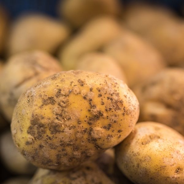 Dutch Cream Seed Potato 1kg Packet - Four Seasons Nursery