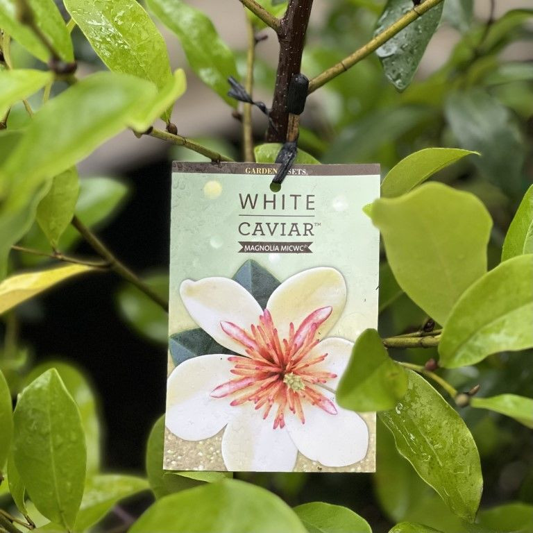 Magnolia 'White Caviar' - Four Seasons Nursery