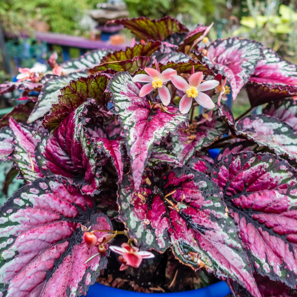 Begonia rex - Four Seasons Nursery
