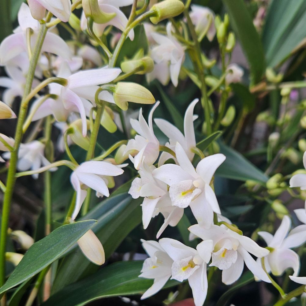 Dendrobium speciosum Hybrid - Four Seasons Nursery