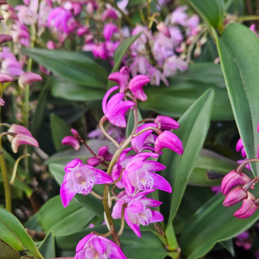 Dendrobium speciosum Hybrid - Four Seasons Nursery