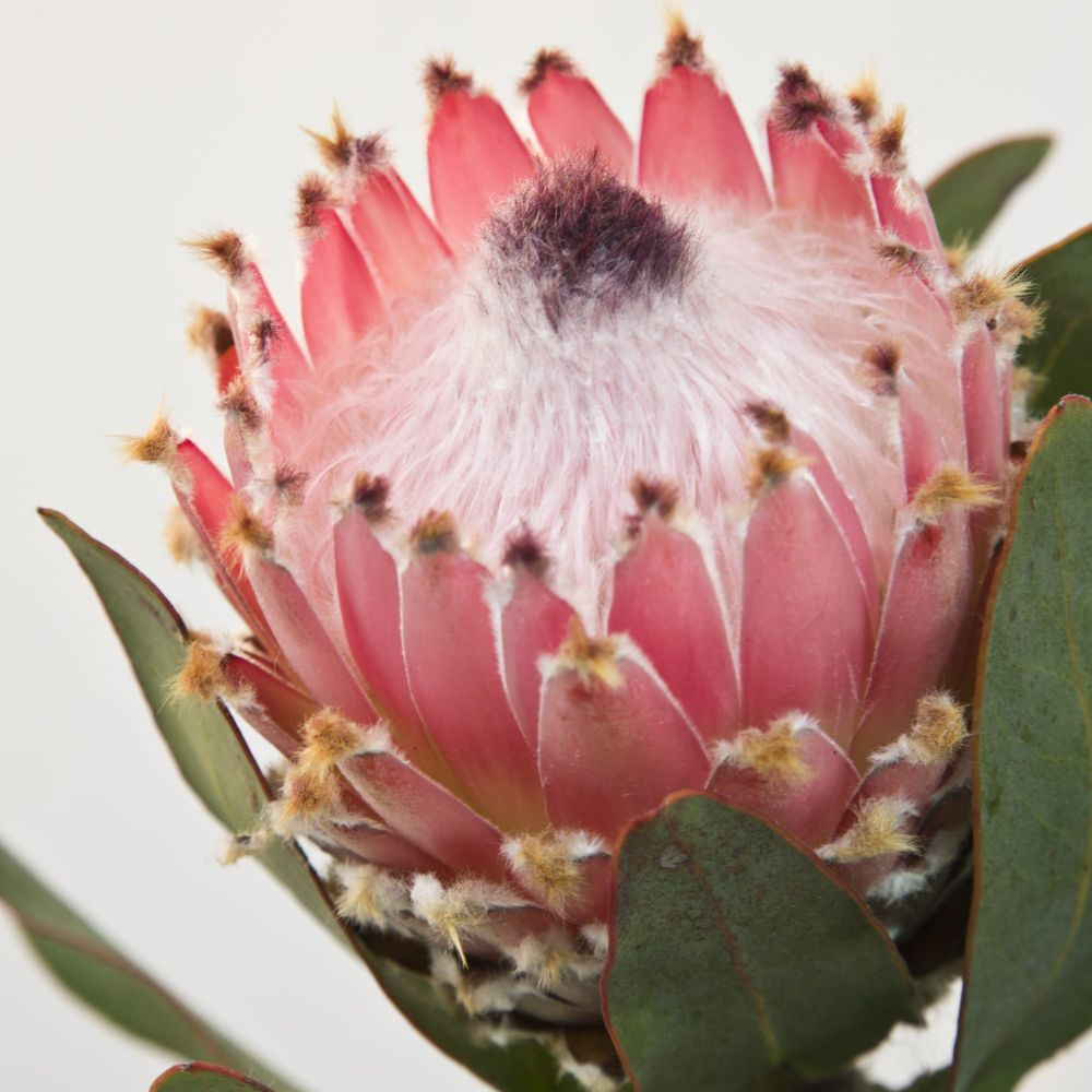 Protea 'Queen' - Four Seasons Nursery