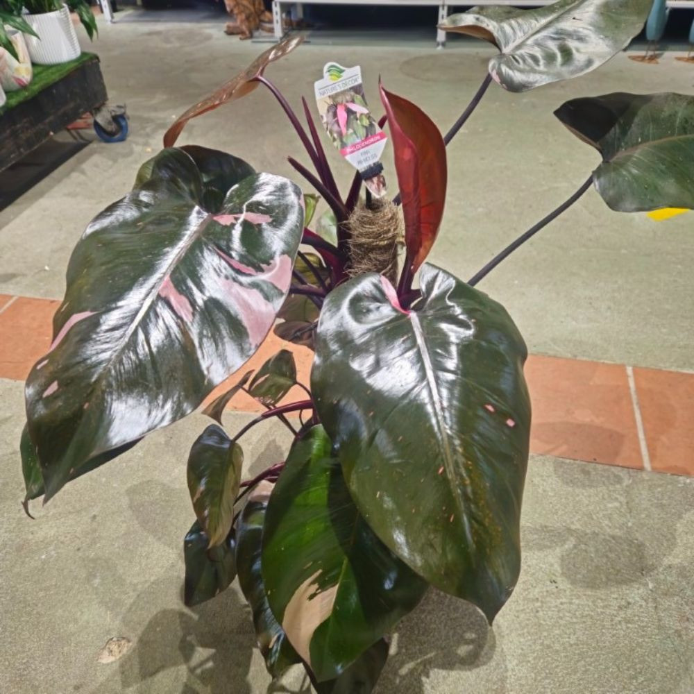 Philodendron 'Pink Princess' - Four Seasons Nursery