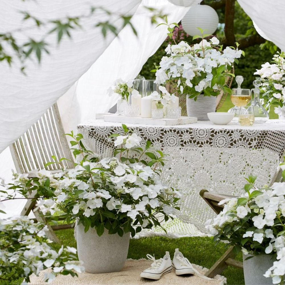 Hydrangea 'Runaway Bride' - Four Seasons Nursery