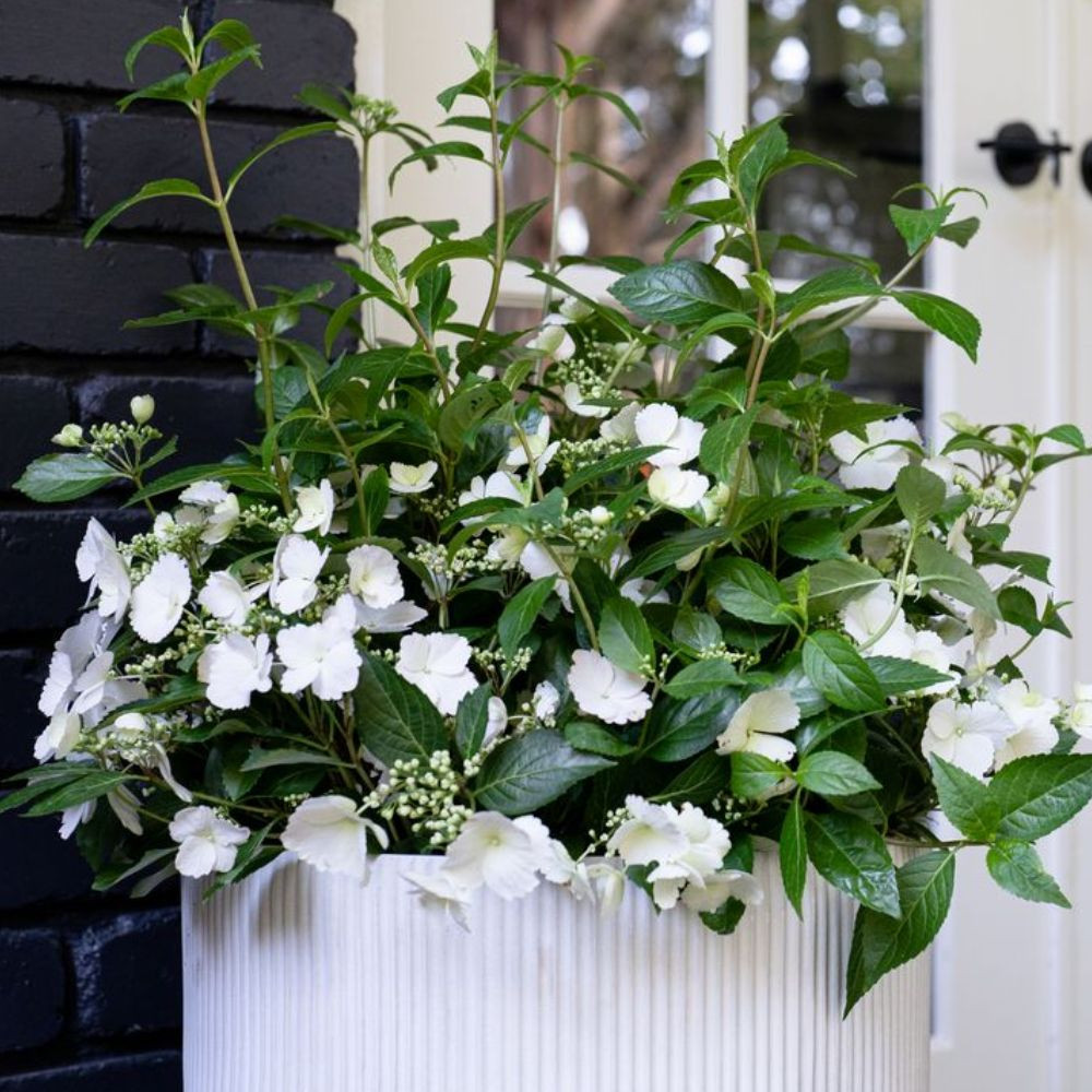 Hydrangea 'Runaway Bride' - Four Seasons Nursery