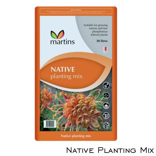 Viola Native Violet - Four Seasons Nursery