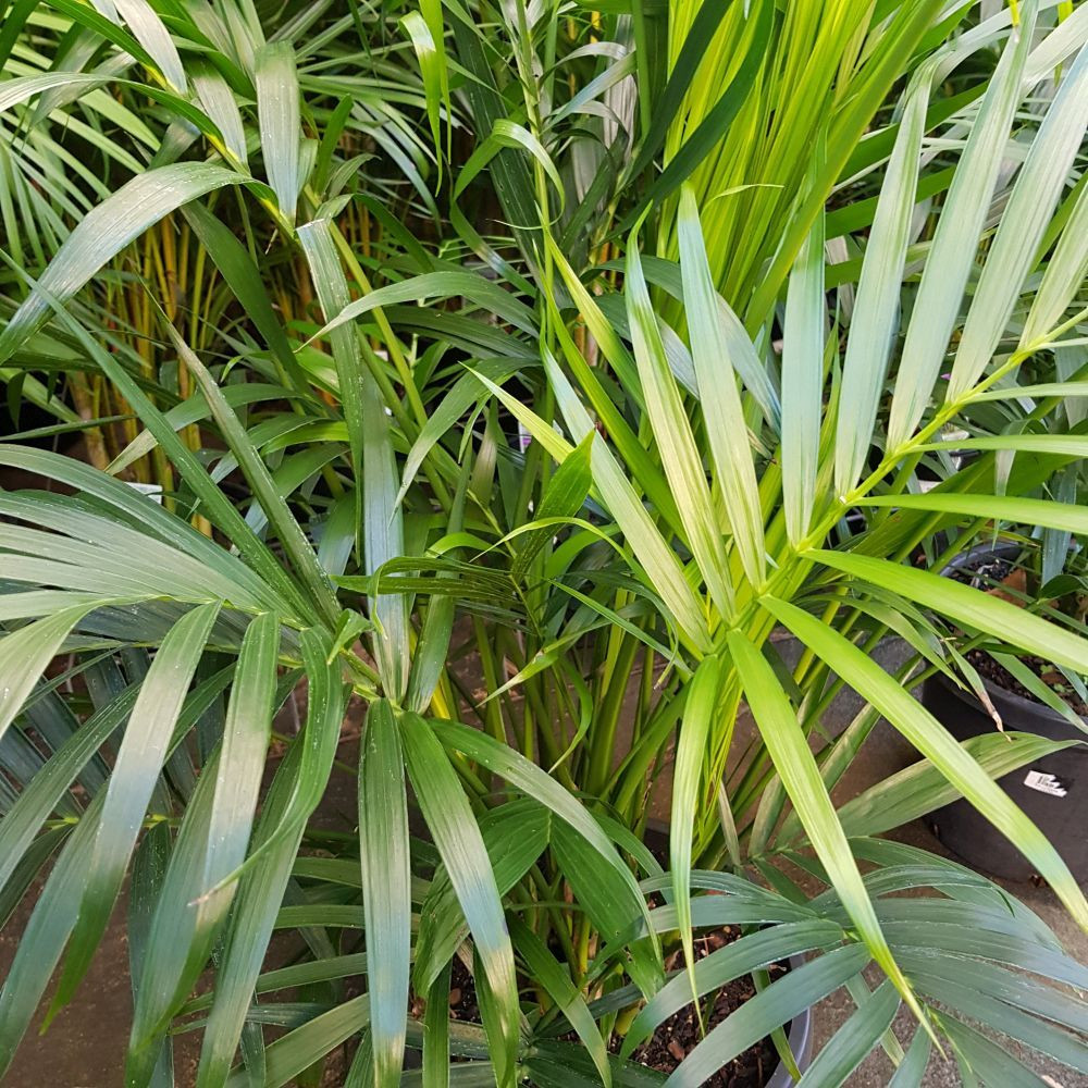 Golden Cane Palm - Four Seasons Nursery
