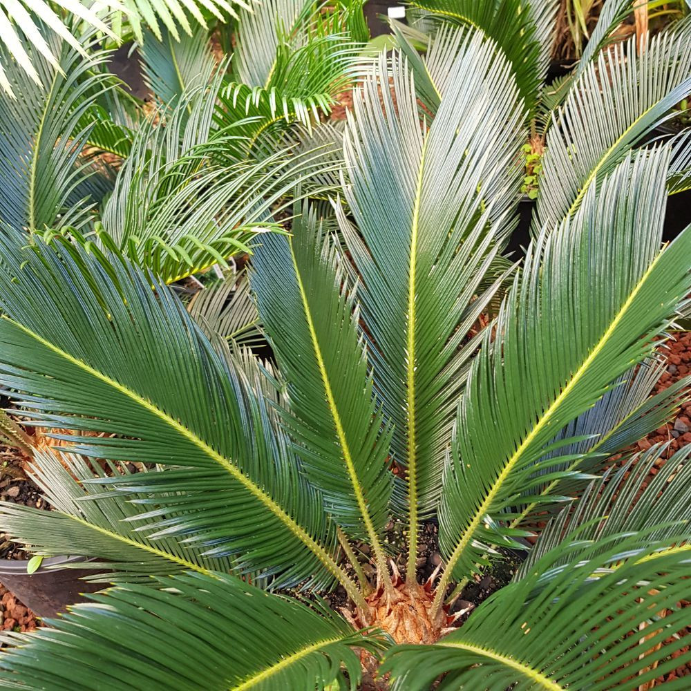 Kentia Palm - Four Seasons Nursery