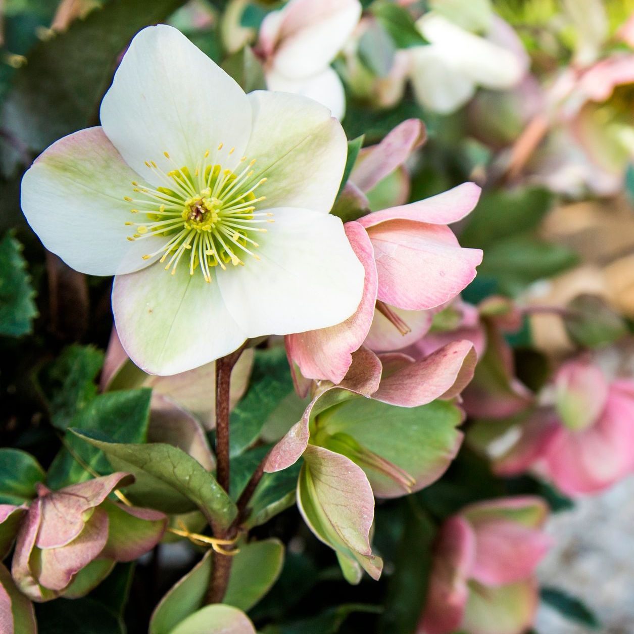 Helleborus 'Annas Red' 175 mm - Four Seasons Nursery